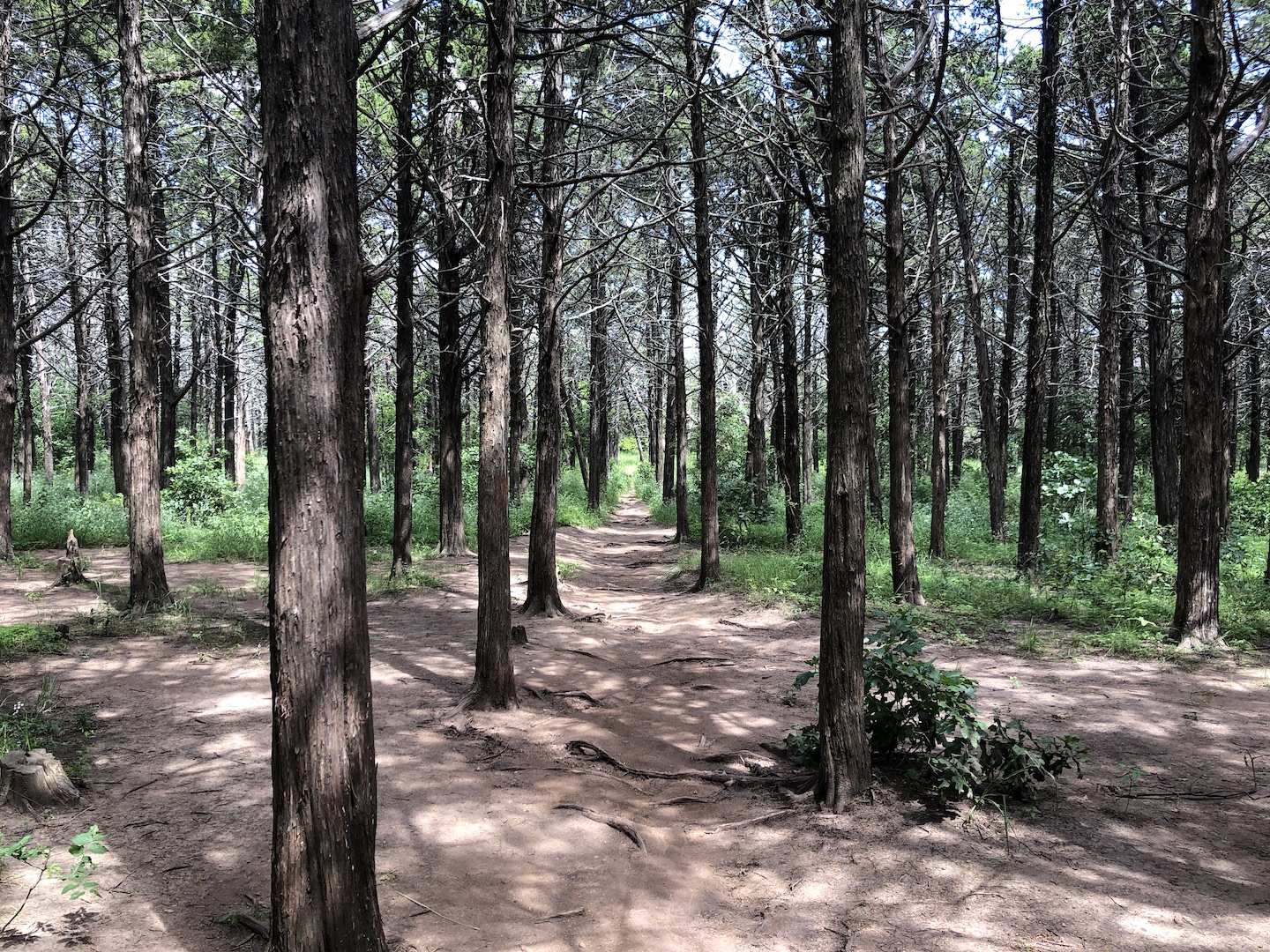 Hiking through the Wichita Mountains and the Parallel Forest – Dennis ...