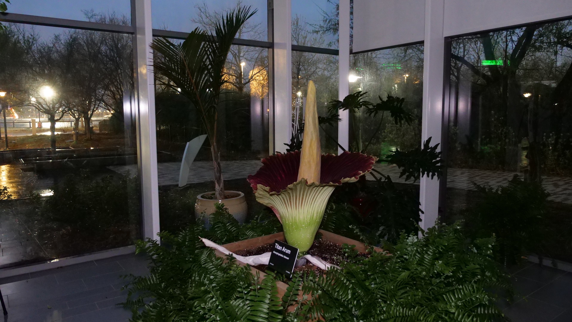 Corpse Flower (Titan Arum) Time-Lapse – Dennis Spielman
